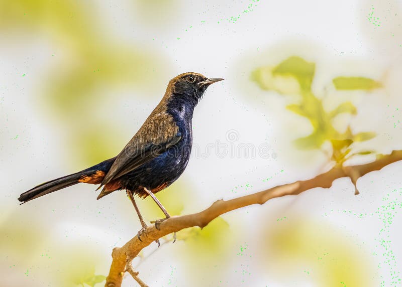 107 Female Common Indian Robin Bird Stock Photos - Free & Royalty-Free ...