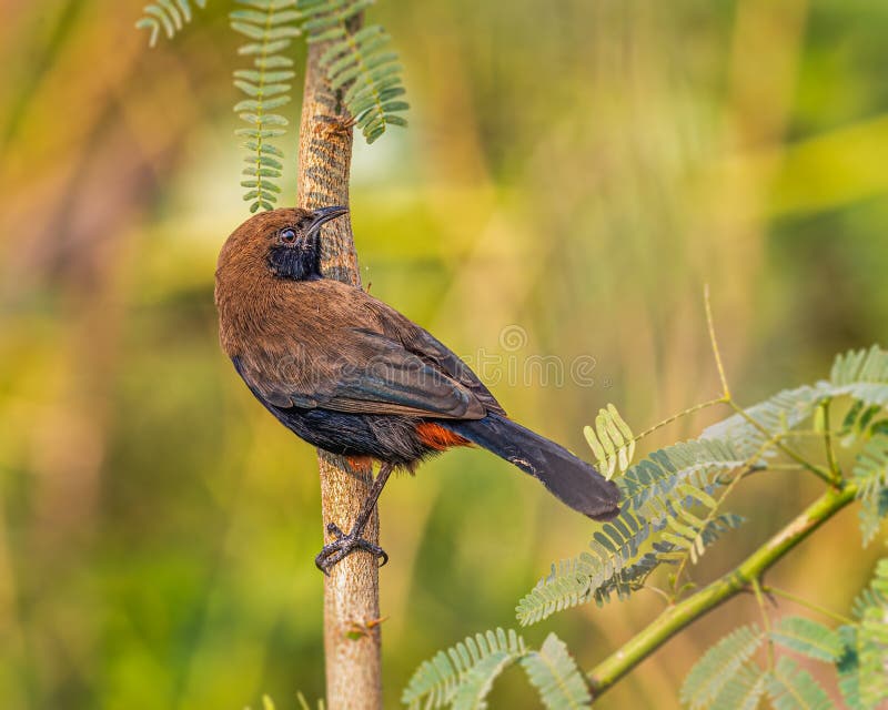 Indian Robin Looking Back at Some Object Stock Photo - Image of natural ...