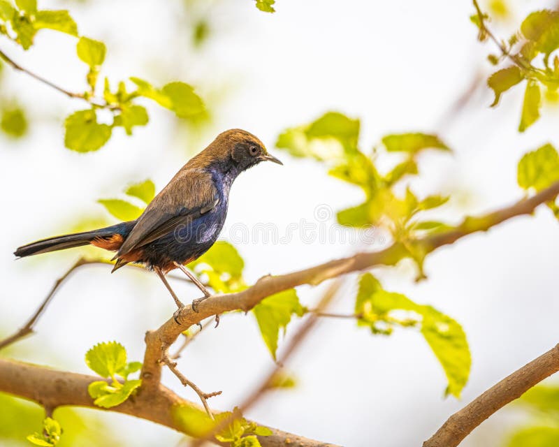 An Indian Robin Looking Down Stock Image - Image of tail, white: 310825791