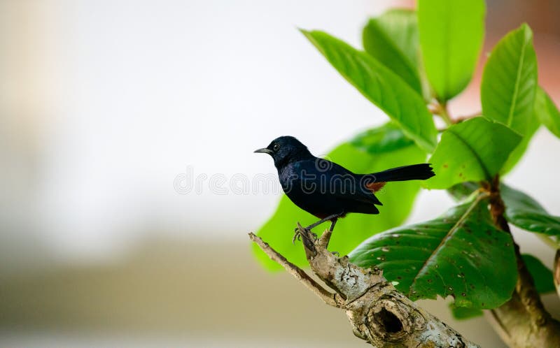 Indian Robin Male Bird Perch Close Up Shot Stock Image - Image of ...