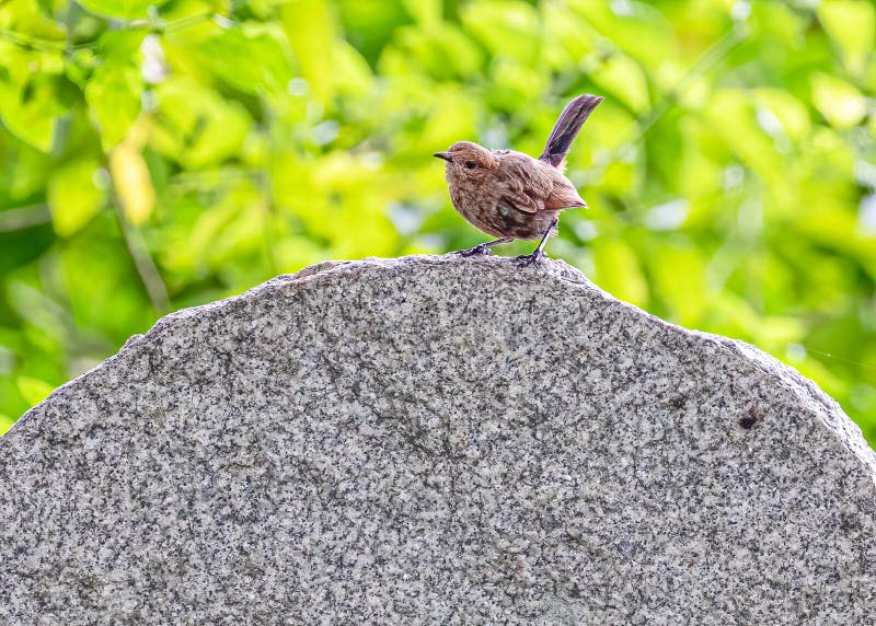 Indian Robin Ready To Take Off Stock Image - Image of branch, perched ...