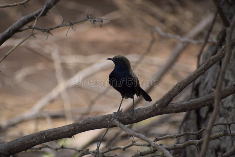 Indian Robin while Sitting on a Dry Tree. Stock Image - Image of nature ...