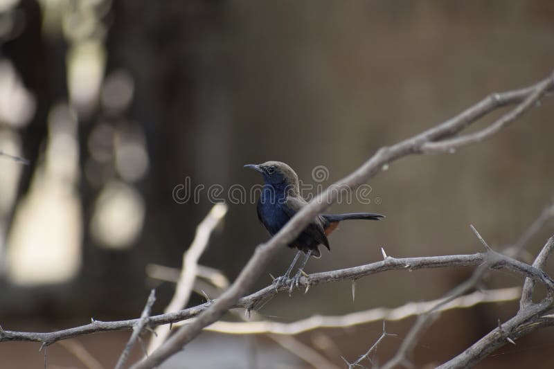 Indian Robin while Sitting on a Dry Tree. Stock Photo - Image of spring ...