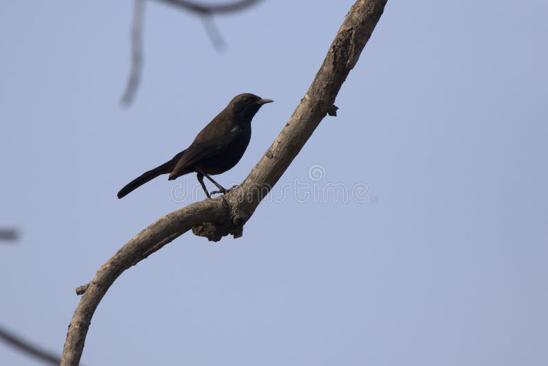 Indian Robin that is Sitting on Top of a Tree on a Cloudy Winter Stock ...