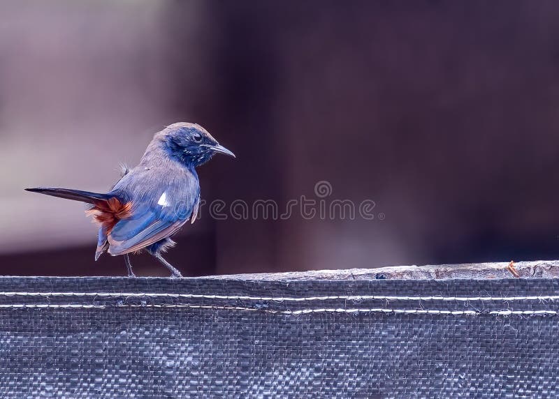 A Indian Robin Sitting on a Wall Stock Photo - Image of wildlife, avian ...