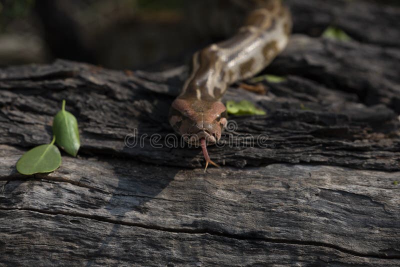 Indian rock python stock image. Image of hayfield, grouse - 221303711