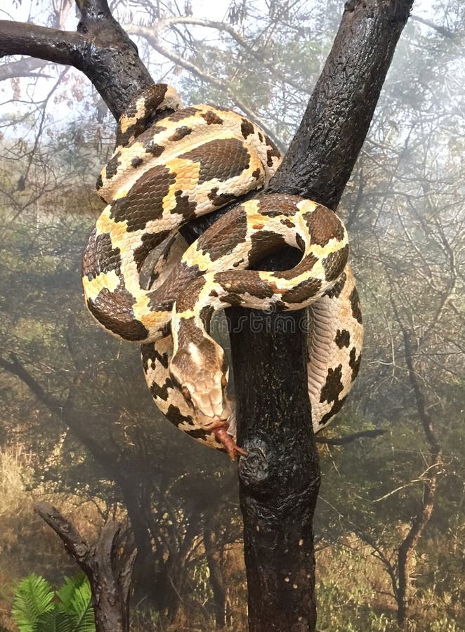 11+ Python rock Free Stock Photos - StockFreeImages