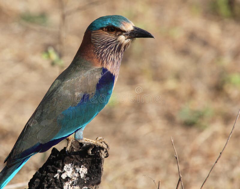 Indian Roller stock image. Image of tree, colorful, roller - 19098733