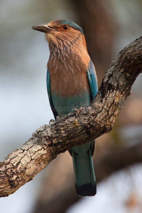 Indian Roller bird stock photo. Image of roller, wildlife - 24662850
