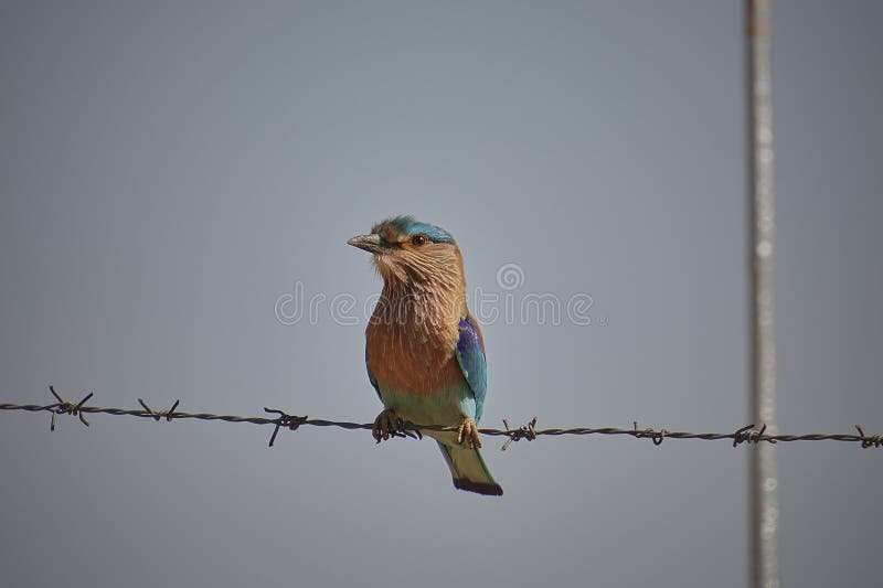 Indian Roller bird stock image. Image of outdoors, wild - 269605255