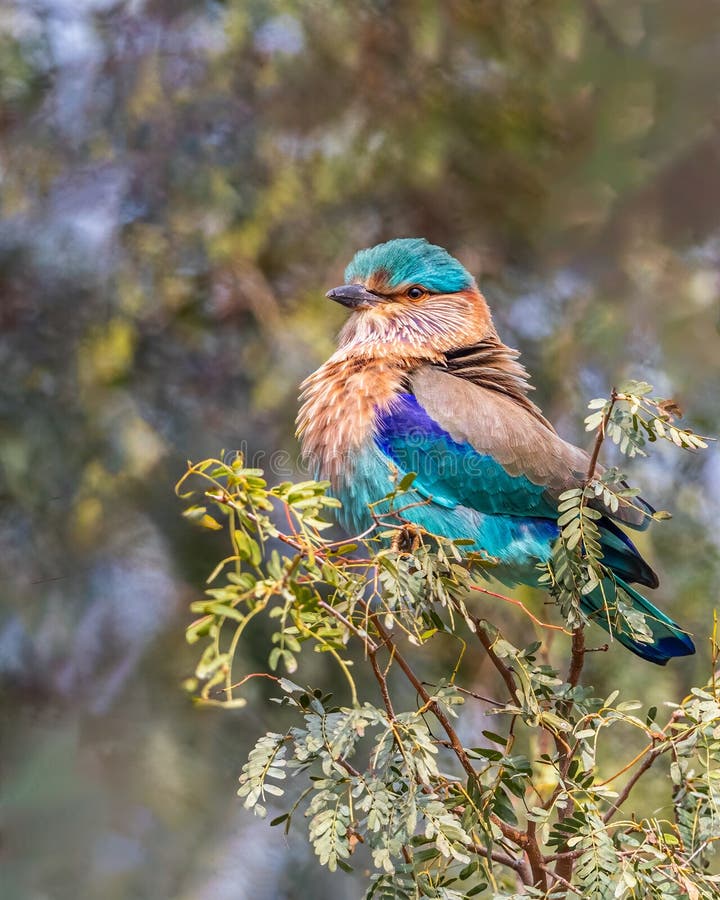 Indian Roller Sitting Style Stock Photos - Free & Royalty-Free Stock Photos from Dreamstime