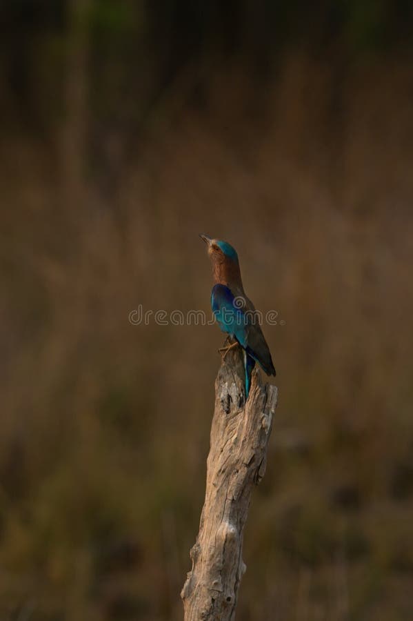 The Indian Roller stock photo. Image of indian, giraffe - 394024834