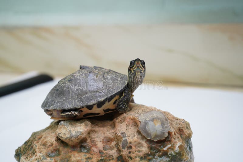 Indian roofed turtle stock photo. Image of invertebrate - 271758804