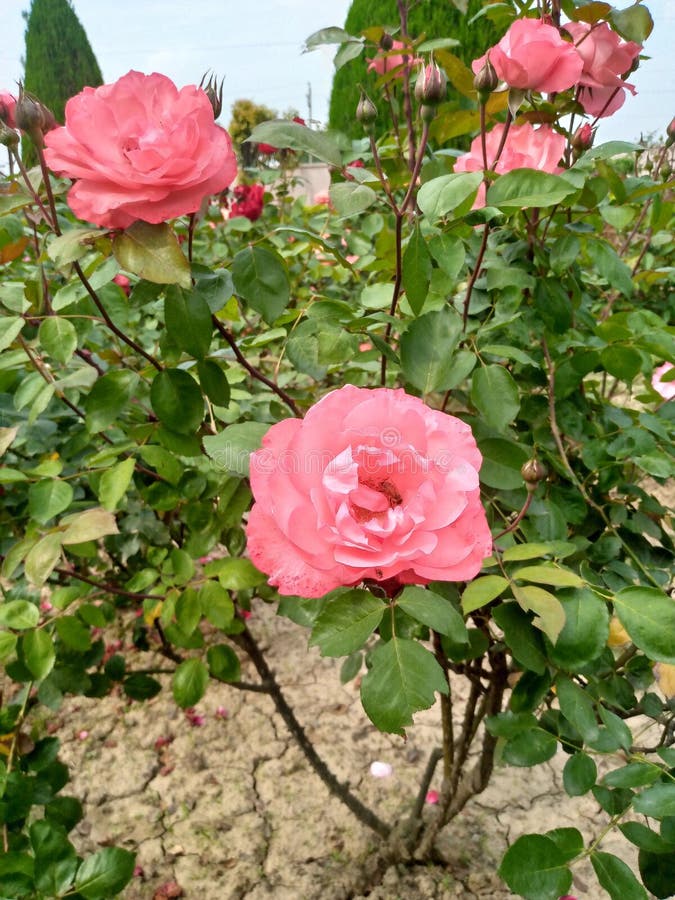 Indian Rose Beautiful Image Stock Photo - Image of indianrose, rose ...