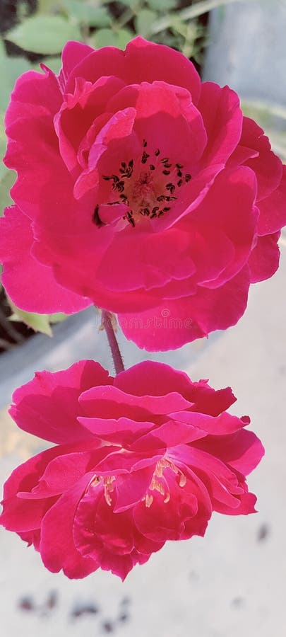 Indian Rose Flower, Elegant Rose Flower, Rose Flowering Plants with ...