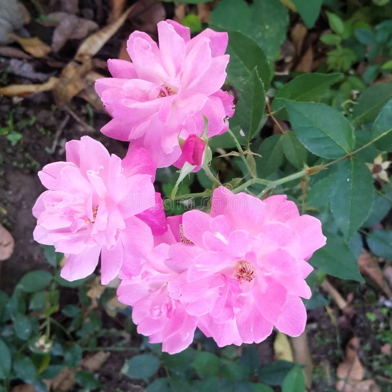 Indian Rose Flower in Garden Stock Photo - Image of garden, rose: 198689686