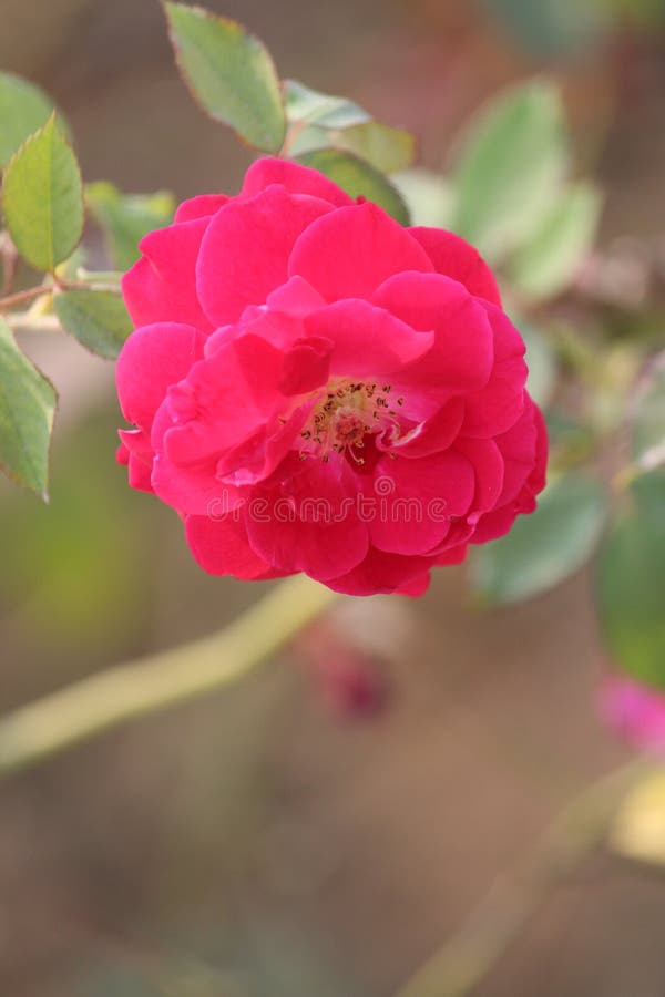 Indian Rose flower stock photo. Image of indianflower - 170828100