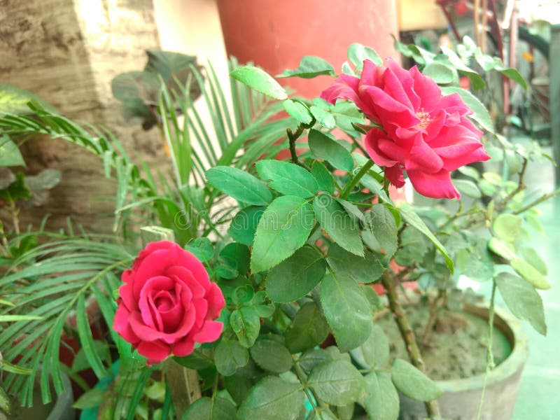 Indian rose stock photo. Image of roses, rose, blackrose - 93291016