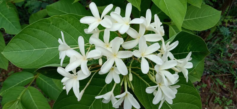 Indian Rose Very Beautiful Rose Stock Image - Image of rose, india ...