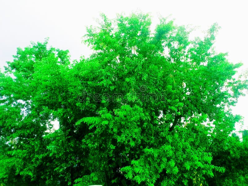 Indian Rosewood Tree with Green Leaf Stock Photo - Image of tree ...