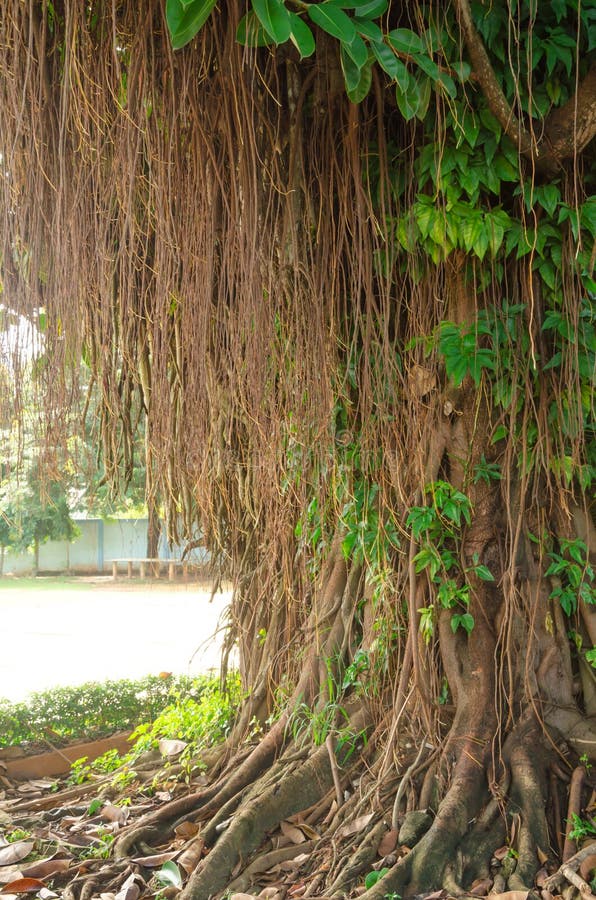 Indian Rubber Tree Stock Photos - Download 289 Royalty Free Photos