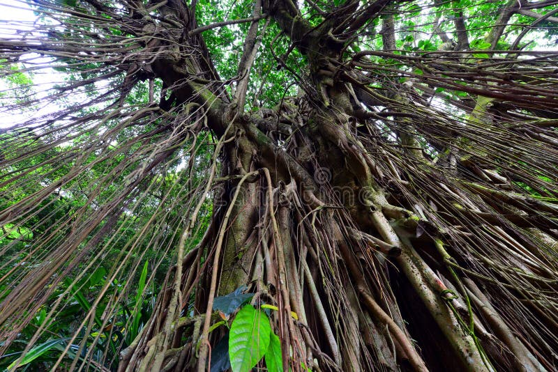 Indian Rubber Tree stock photo. Image of malaysia, stout - 39979070