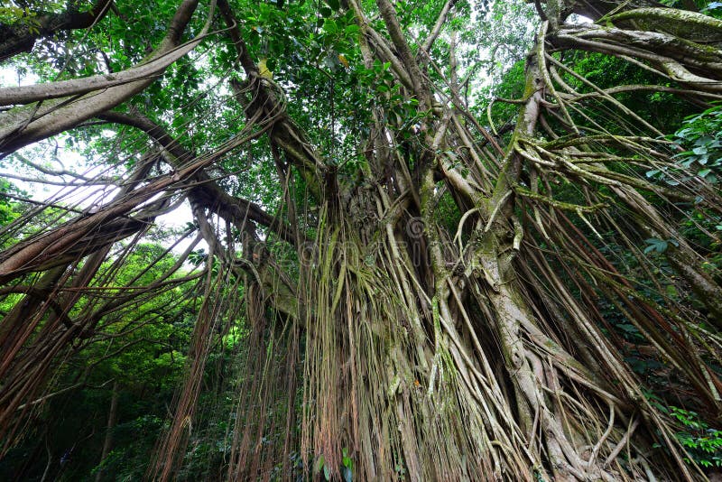 Indian Rubber Tree stock photo. Image of rubber, forest - 39979124