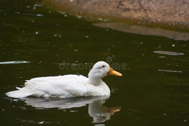 The Indian runner stock photo. Image of wing, animal - 74500220