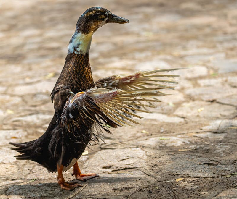 Indian Runner Duck Drying Its Feathers Stock Image - Image of live ...