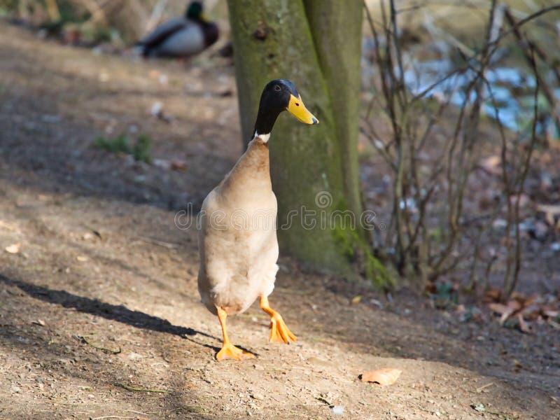 Indian runner duck stock image. Image of runner, wing - 261612323
