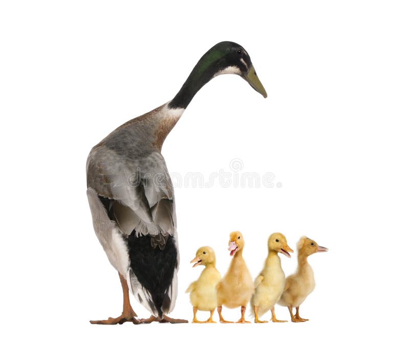 Indian Runner Duck and Ducklings Quacking Stock Image - Image of baby ...