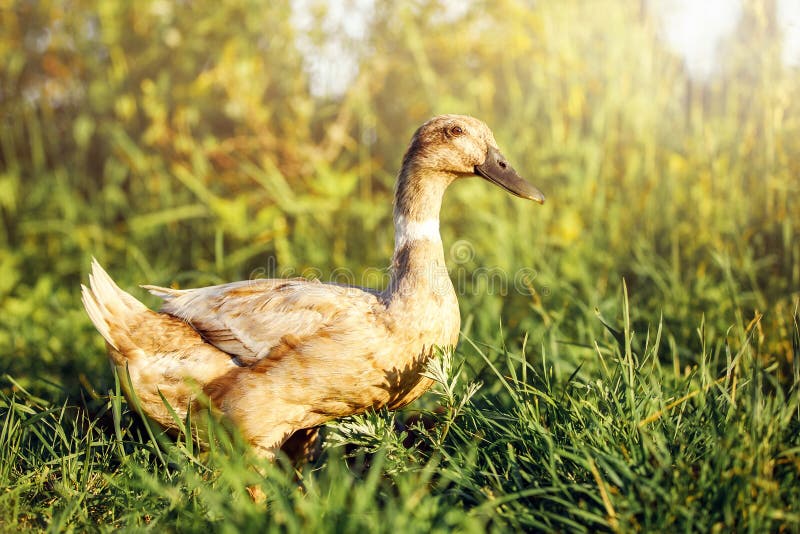 Indian Runner Duck, Female with Brown Beak, Standing in High Grass ...