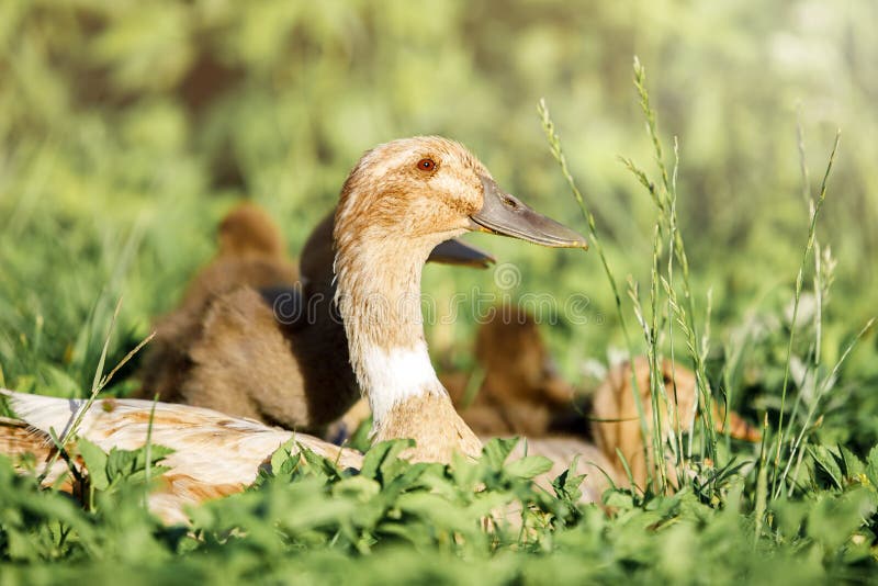 Indian Runner Duck, Female with Brown Beak, Standing in High Grass ...