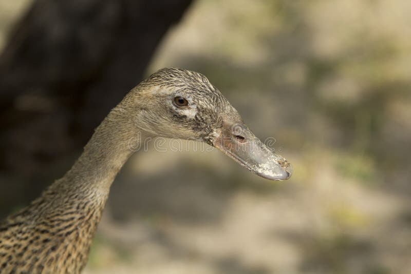 Indian runner duck stock photo. Image of indian, head - 54630190