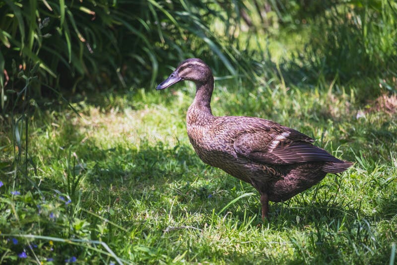 Indian Runner Duck - Female Duck Stock Image - Image of domesticated ...
