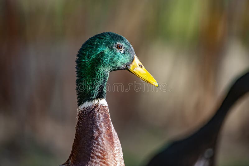 Indian Runner Duck in the Garden Stock Photo - Image of anas, duck ...