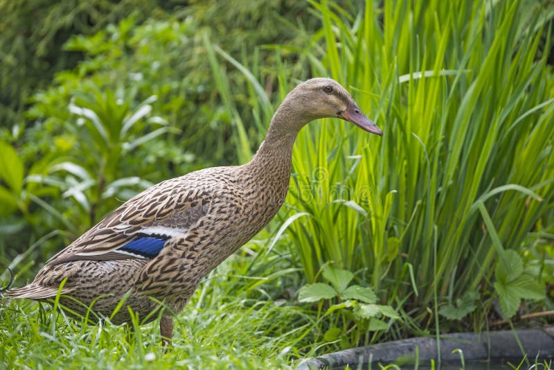 Indian Runner Duck, Female with Brown Beak, Standing in High Grass ...