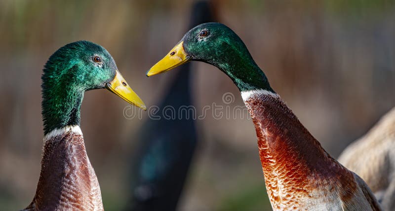 Indian Runner Ducks in the Garden Stock Image - Image of anas, farmyard ...