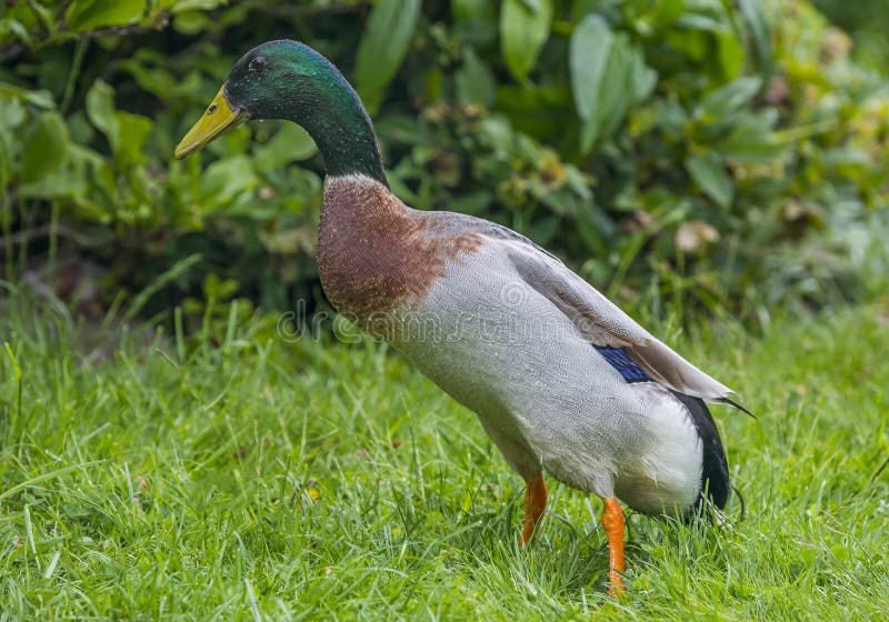 Indian Runner Duck Stock Images - Download 437 Royalty Free Photos