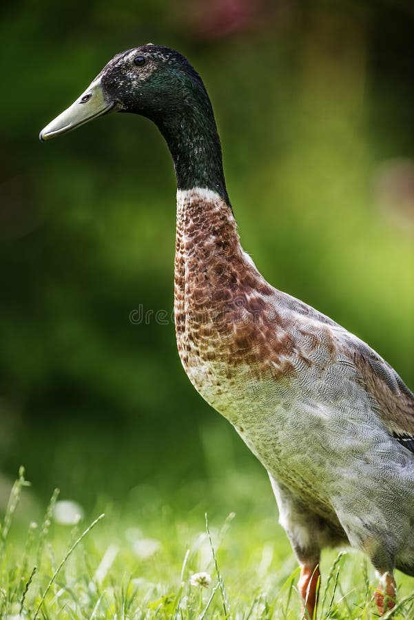 Indian Runner Duck Stock Images - Download 437 Royalty Free Photos