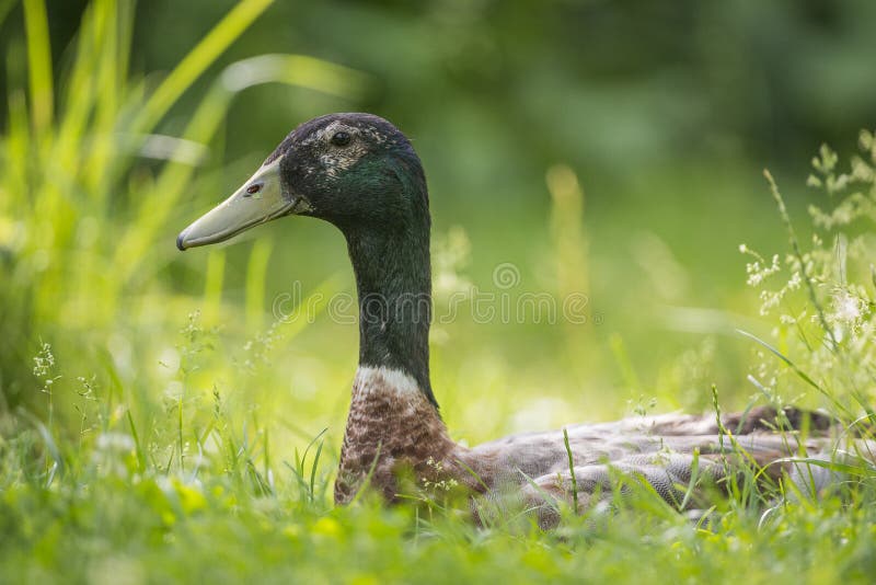 Indian runner duck - male stock photo. Image of wild - 55412078