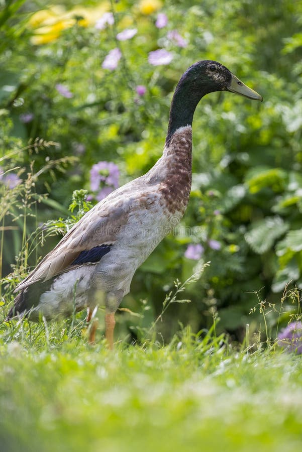 Indian runner duck - male stock image. Image of meadow - 55412177