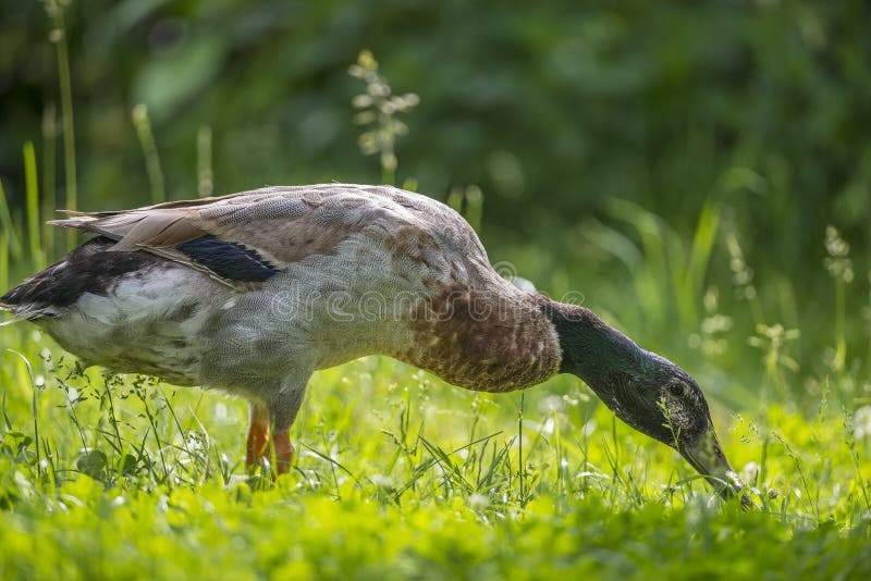 Indian runner duck stock photo. Image of green, grass - 55412280