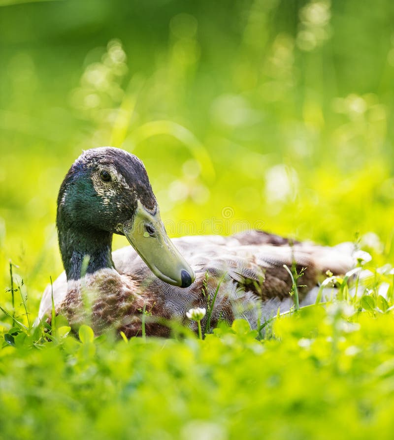 Indian runner duck - male stock photo. Image of male - 55412340