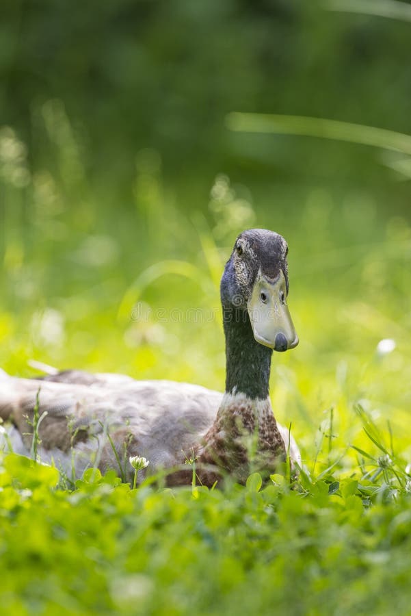 Indian runner duck - male stock photo. Image of spring - 55412356