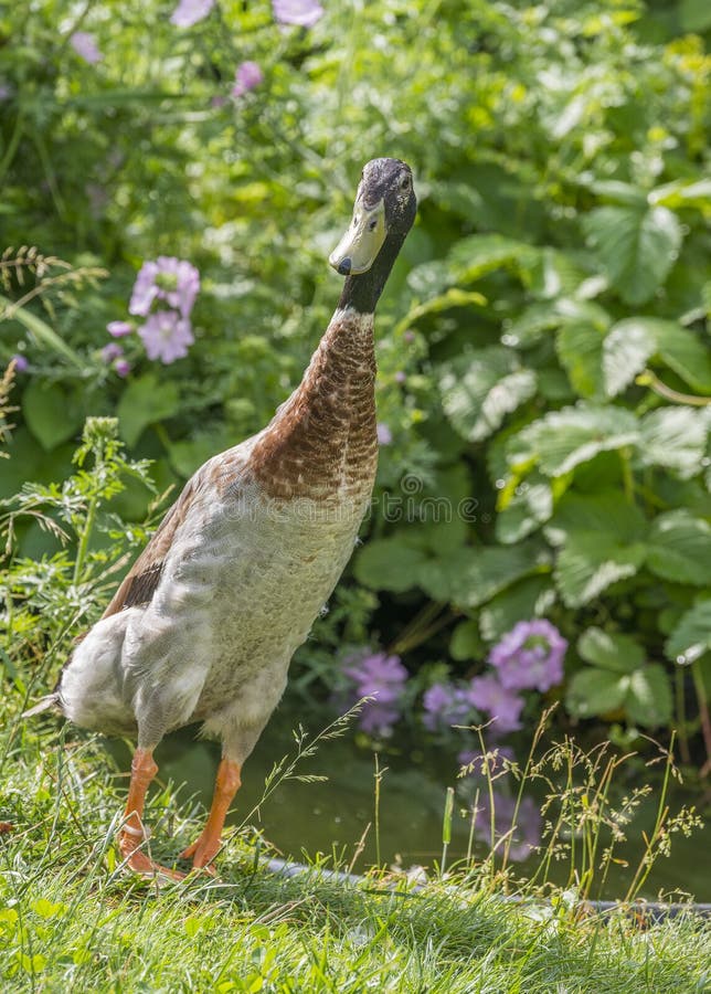 Indian Runner Duck Stock Images - Download 437 Royalty Free Photos