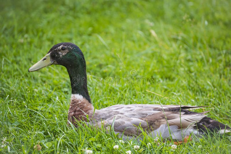 Indian Runner Duck - a Male Stock Image - Image of eyes, runner: 55412169