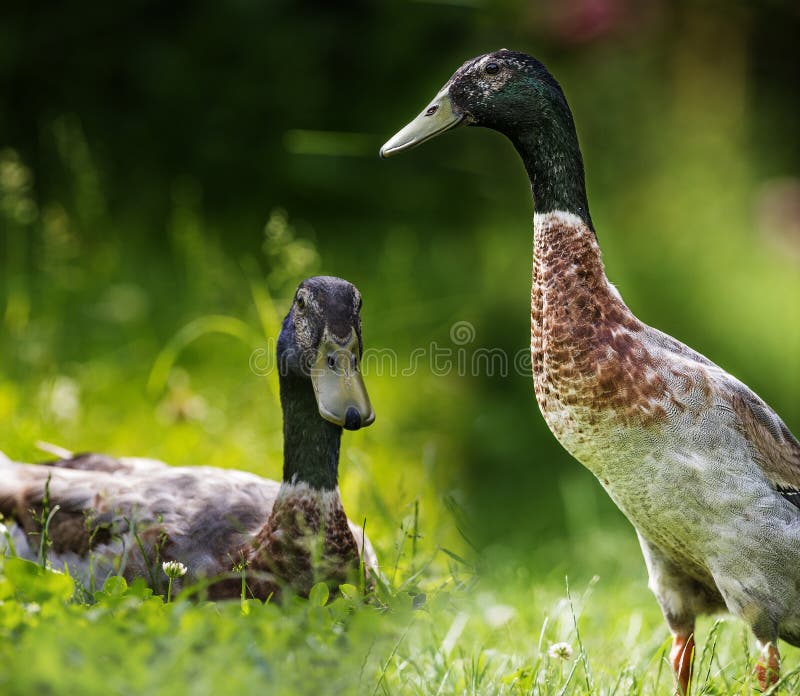 Indian runner duck stock image. Image of indian, domestic - 86410929