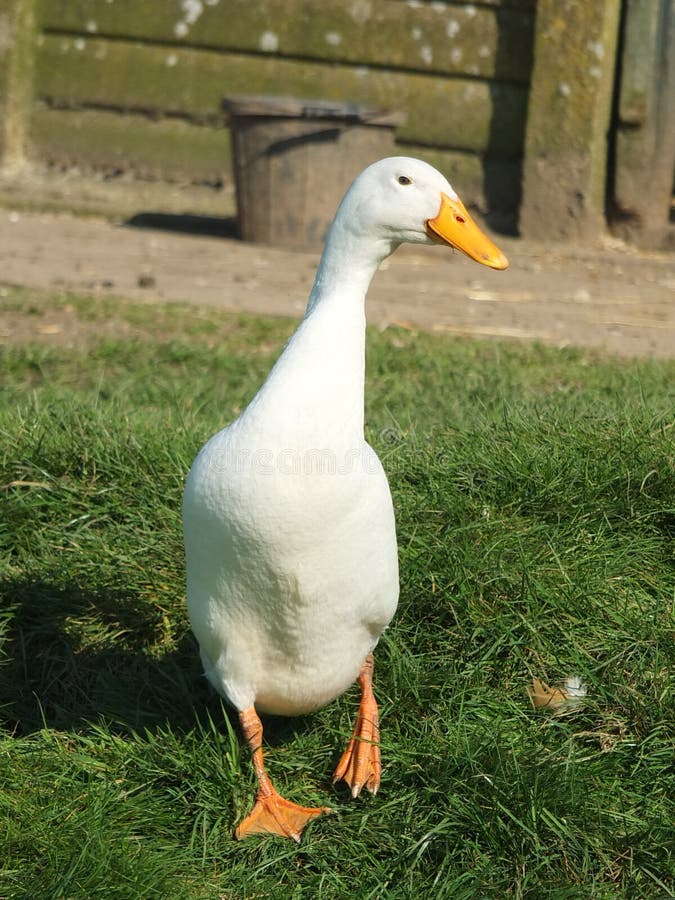 Indian runner duck stock image. Image of fowl, feather - 90306475
