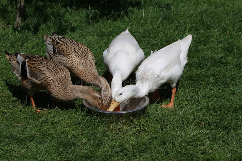 Indian runner ducks stock photo. Image of waterfowl, snail - 22326256